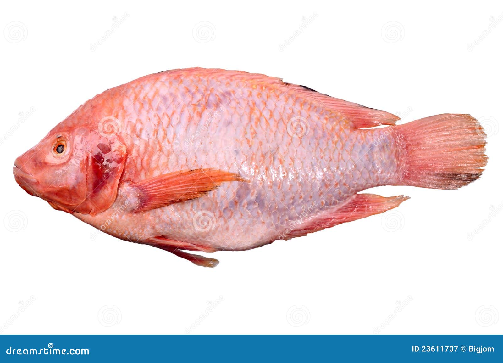 Rode vissen stock afbeelding. Image of naughty, vissen - 23611707