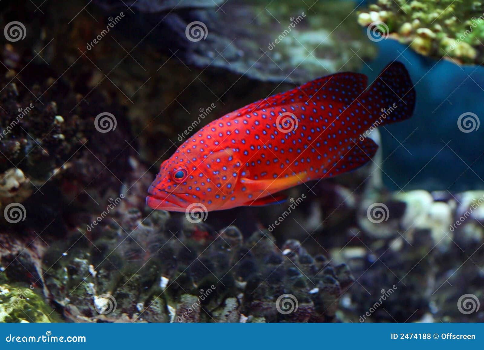 Rode vissen stock foto. Image of tropisch, water, klein - 2474188