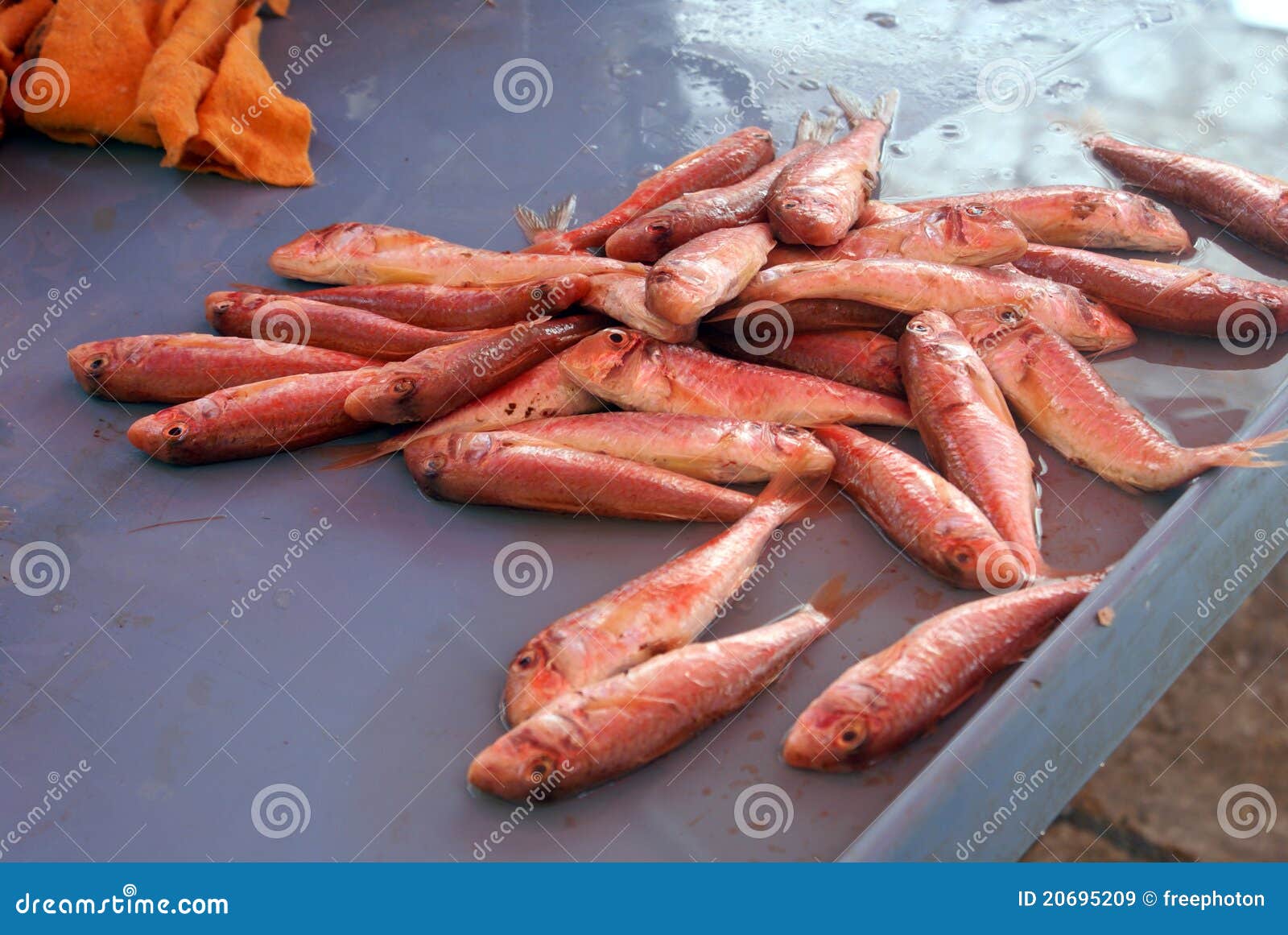 Rode vissen op de markt stock afbeelding. Image of water - 20695209