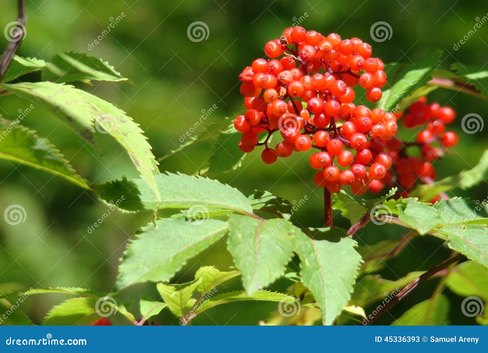Rode Vlierbes stock afbeelding. Image of openlucht, steenvruchten ...
