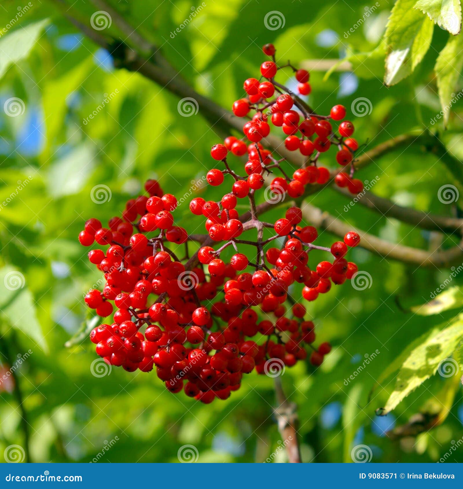 Rode vlierbes stock afbeelding. Image of nave, buiten - 9083571