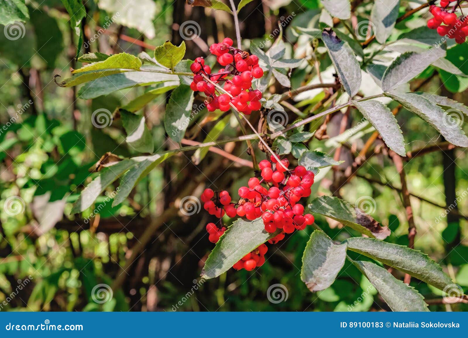 Rode Vlierbes of Sambucus-racemosa in Het Bos Stock Afbeelding - Image ...
