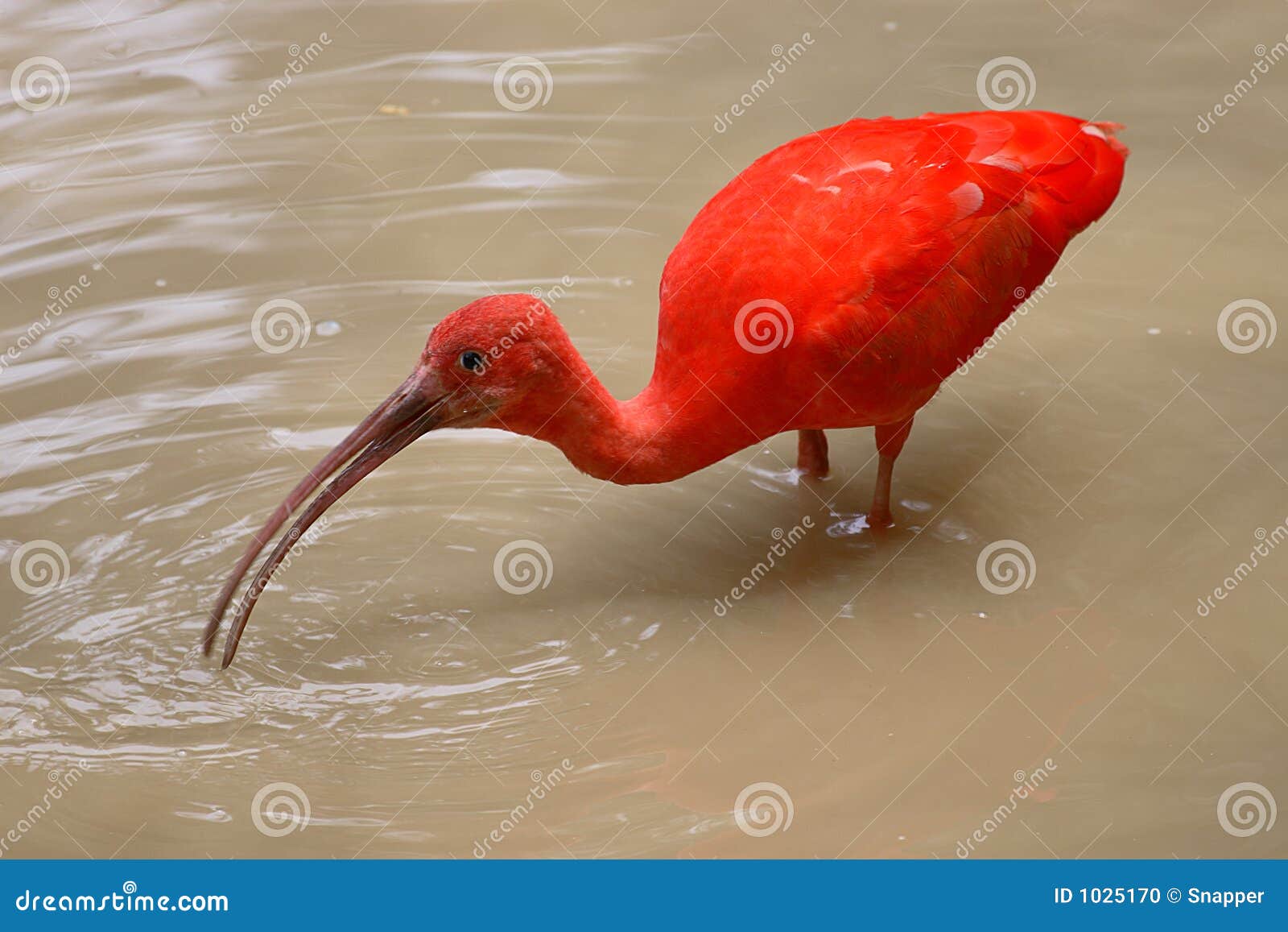 Rode vogel stock foto. Image of voedsel, wild, water, levendig - 1025170
