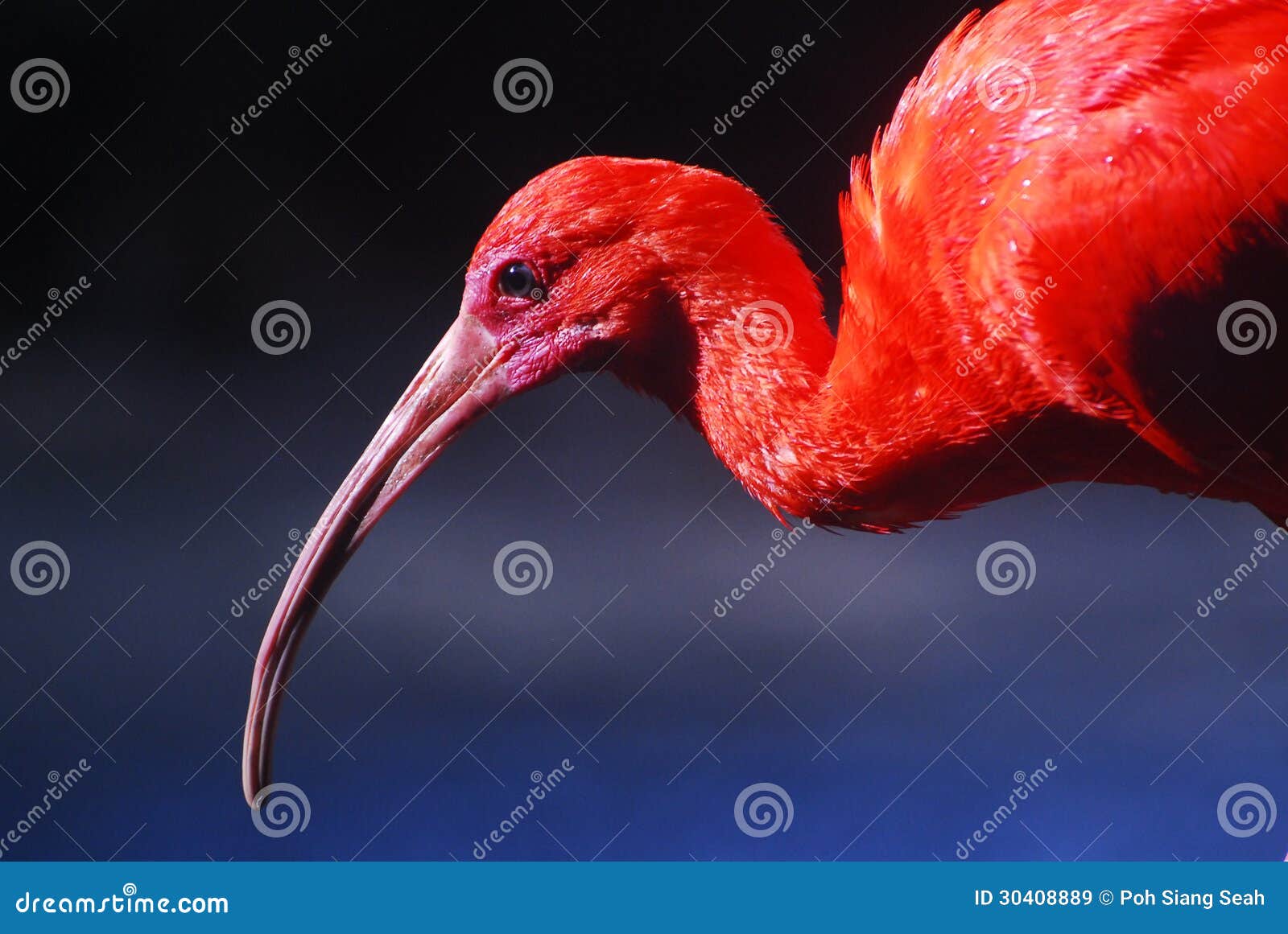 Rode Vogel stock afbeelding. Image of vogel, flamingo - 30408889