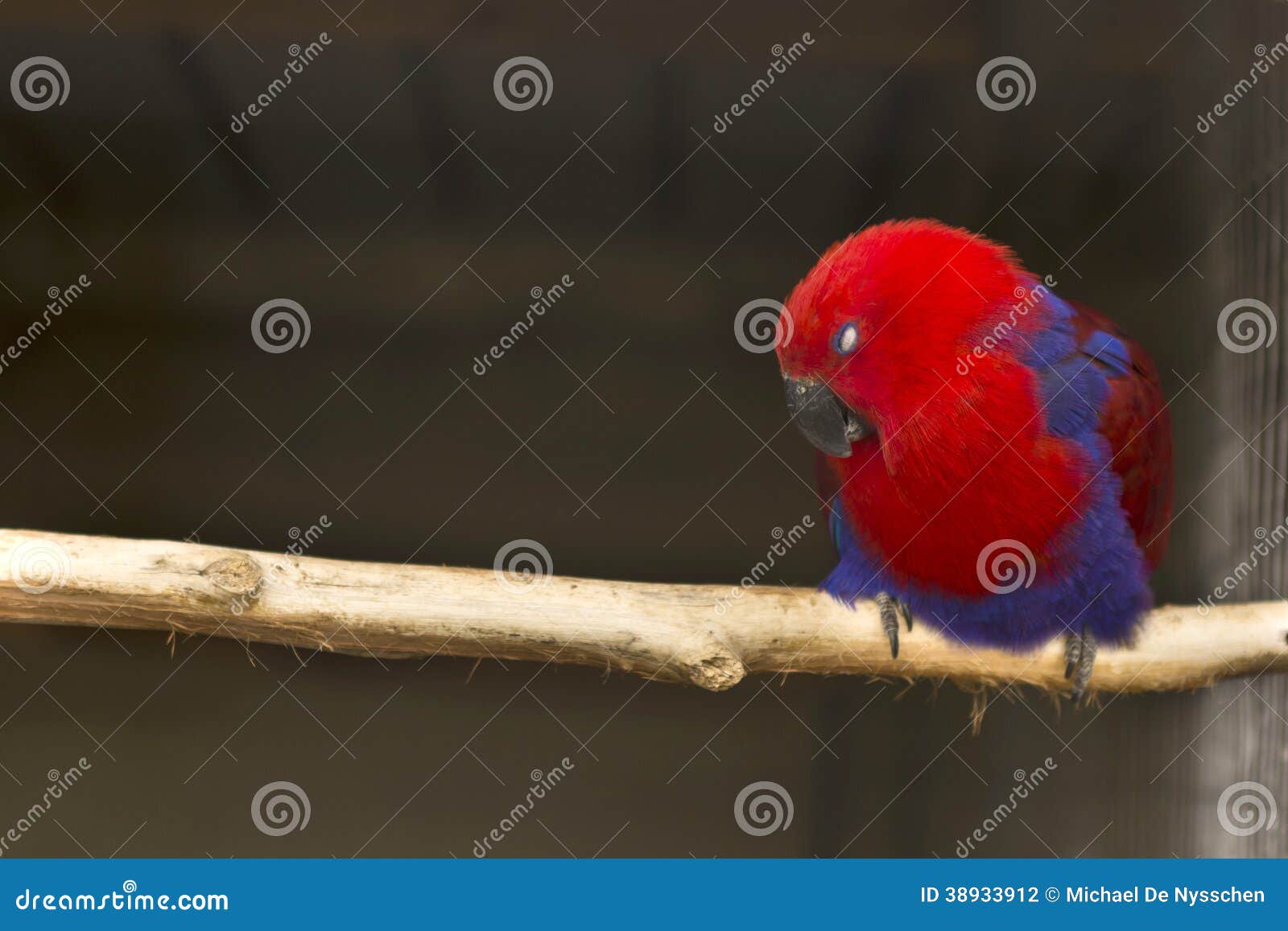 Rode vogel als huisdier stock foto. Image of neergestreken - 38933912