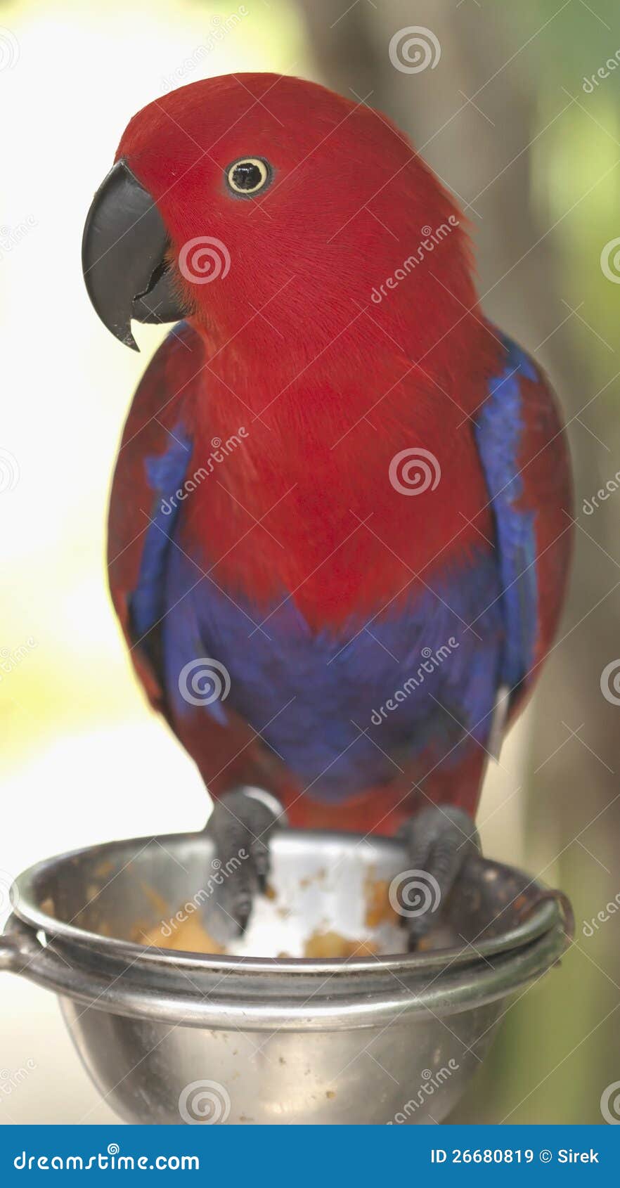 Rode vogel Bali stock afbeelding. Image of ogen, bali - 26680819