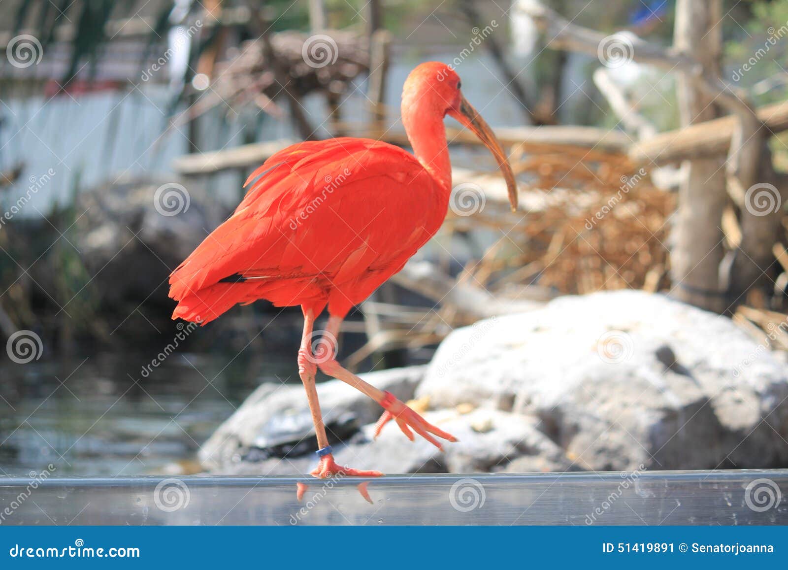 Rode Vogel in parc stock afbeelding. Image of rood, valencia - 51419891