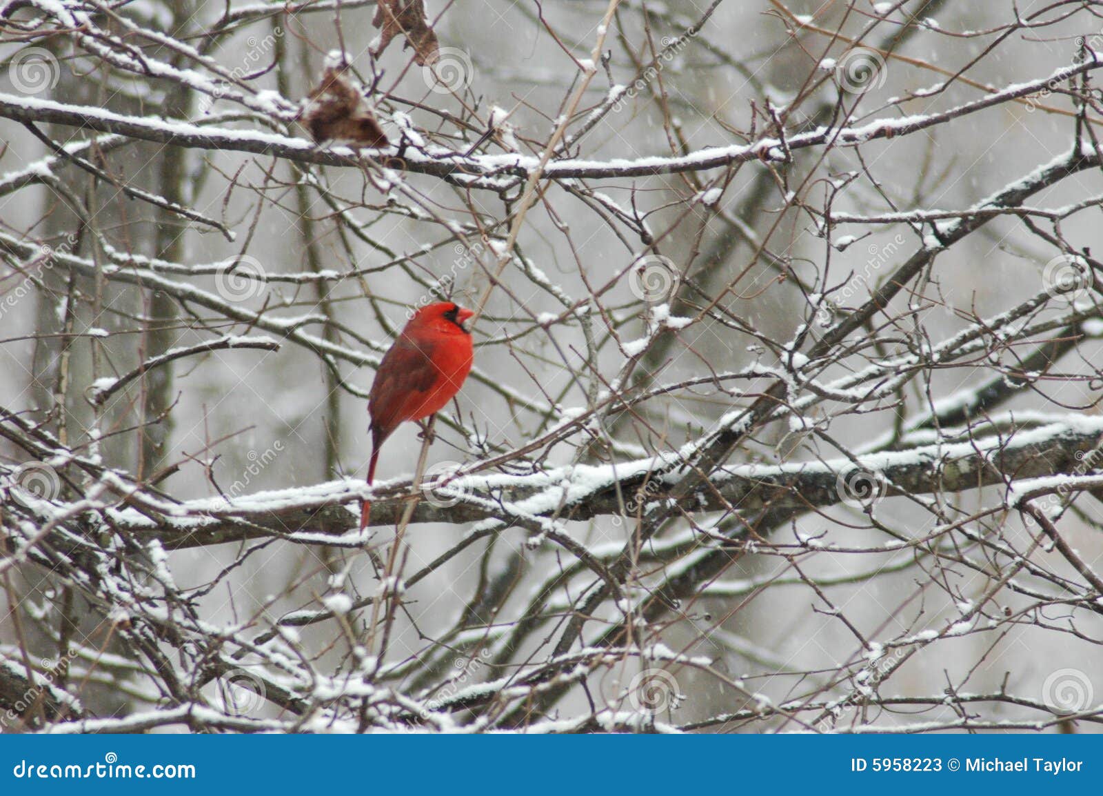 Rode Vogel in Sneeuw stock afbeelding. Image of lidmaat - 5958223