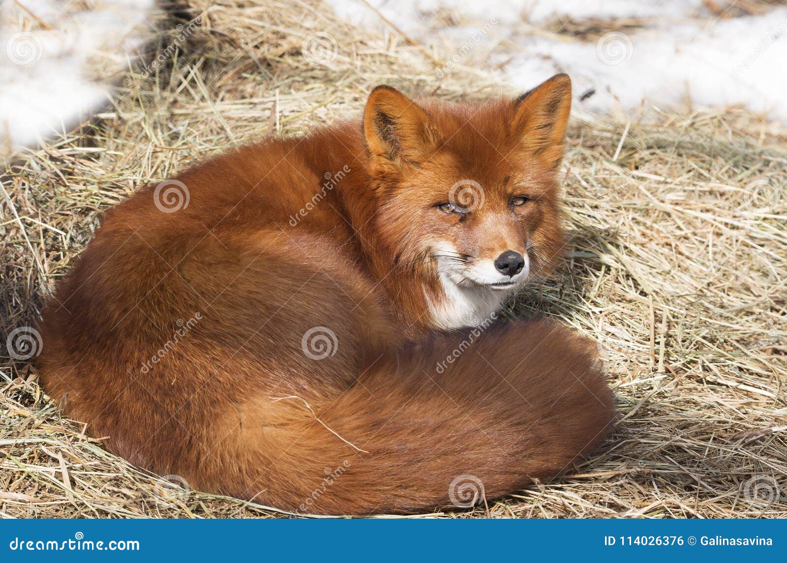 Rode Vos stock foto. Image of pluizig, winter, roodbaars - 114026376