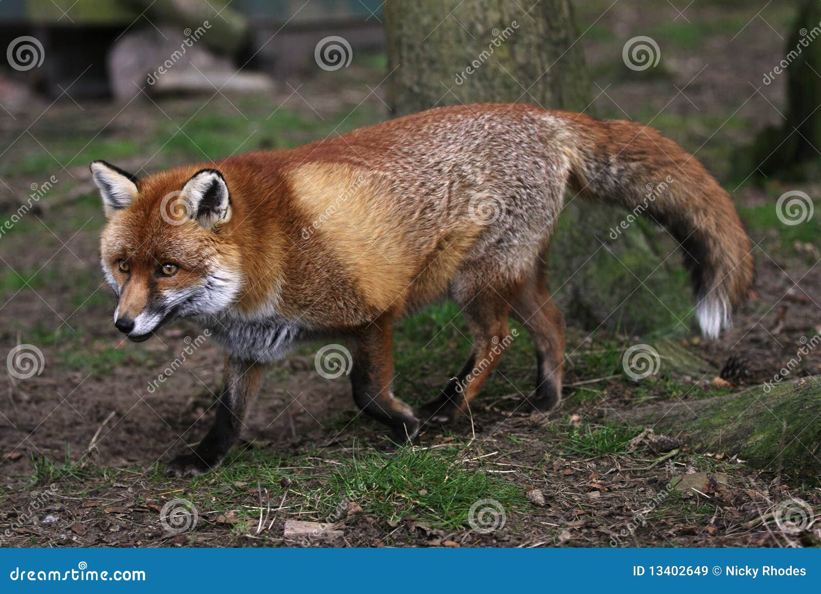 Rode Vos stock afbeelding. Image of rood, knap, zoogdier - 13402649