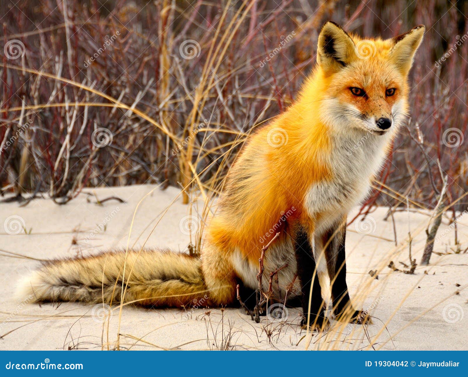 Rode Vos stock foto. Image of pluizig, schot, oren, openlucht - 19304042