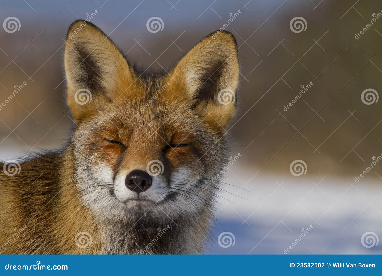 Rode vos stock foto. Image of welp, binnen, dier, buiten - 23582502