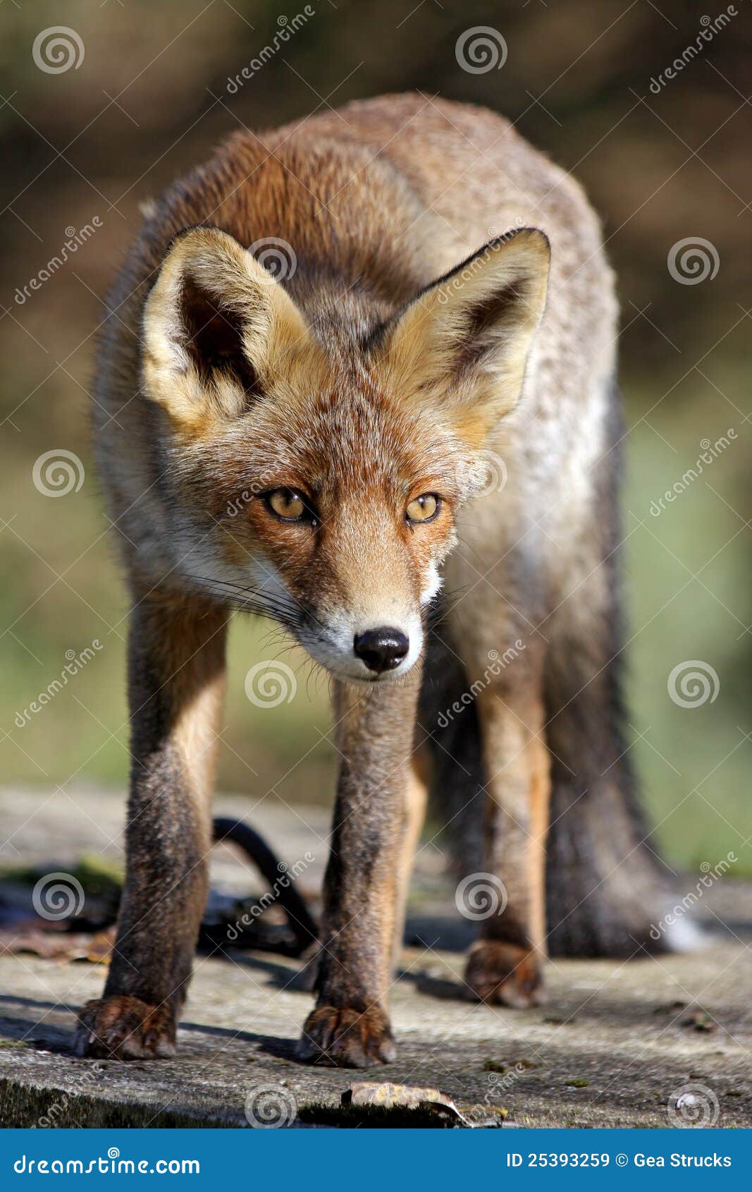 Rode vos stock afbeelding. Image of zoogdier, dier, wild - 25393259