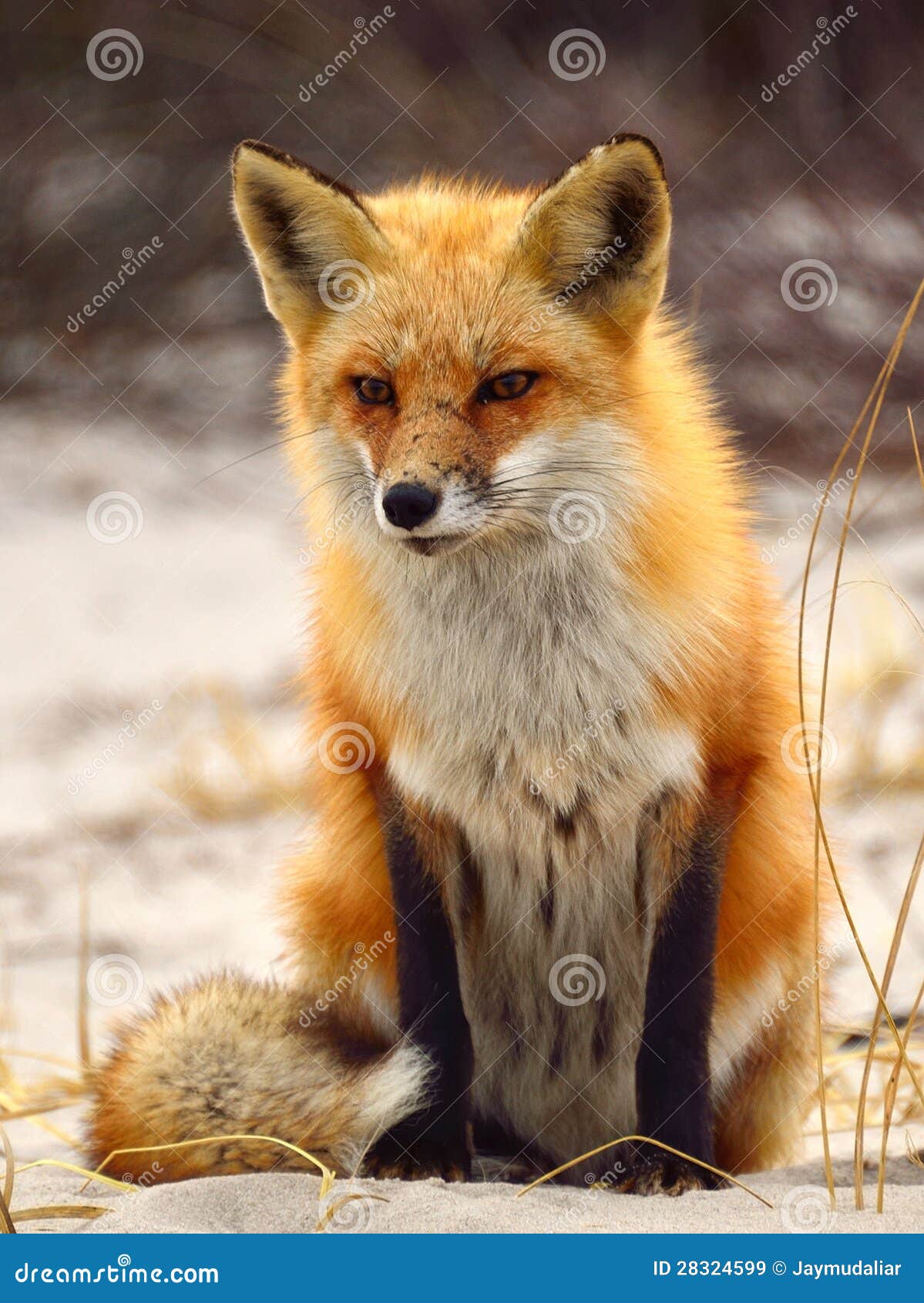 Rode Vos stock afbeelding. Image of strand, leuk, zoogdier - 28324599