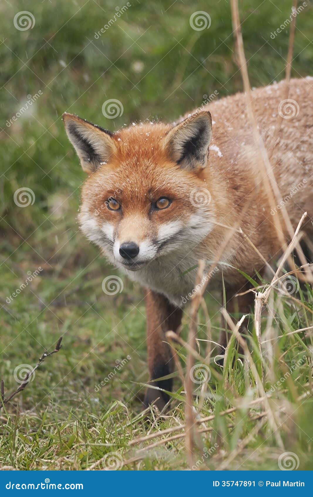 Rode Vos stock afbeelding. Image of staar, wild, openlucht - 35747891