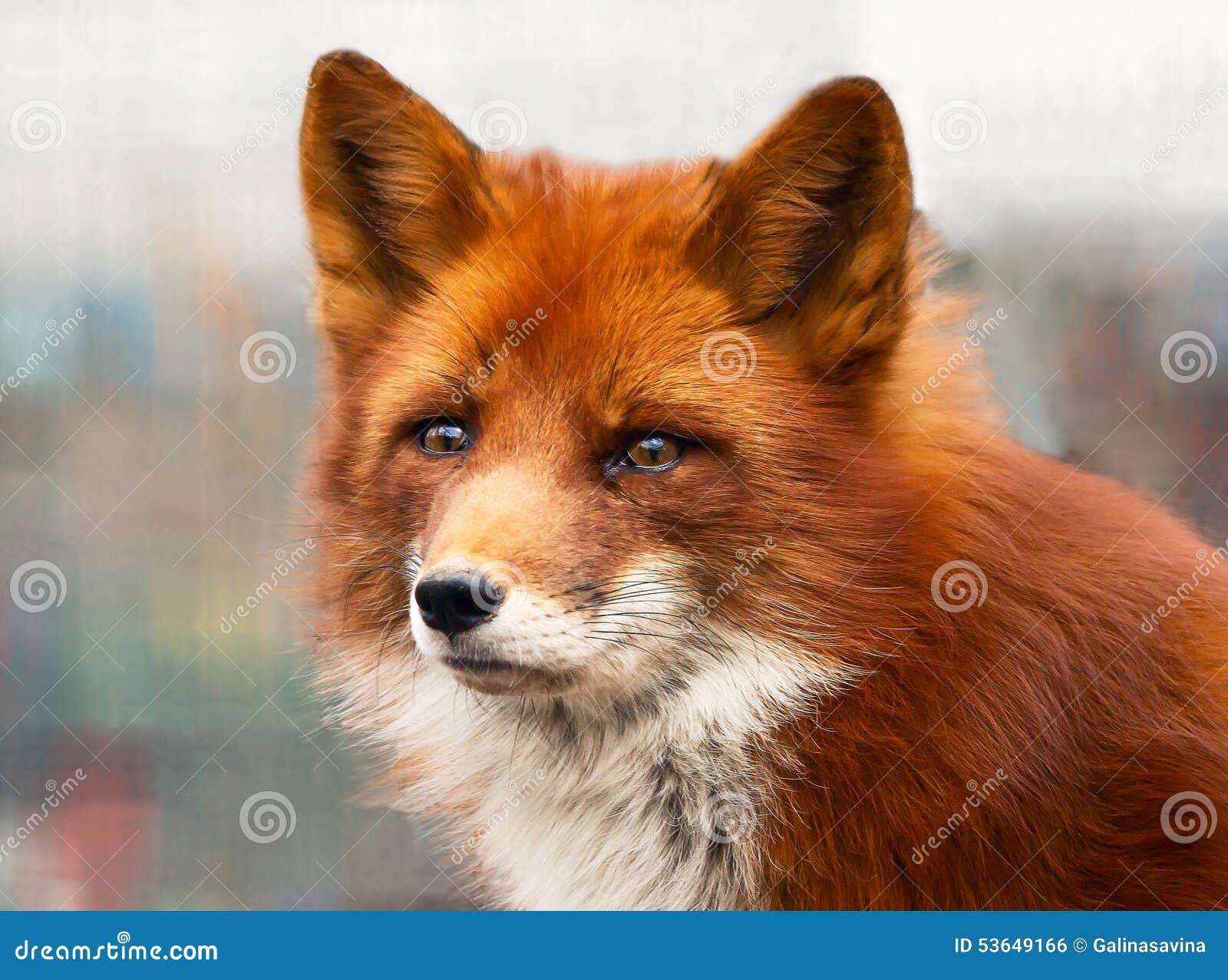 Rode Vos stock foto. Image of punt, rood, dier, ogen - 53649166