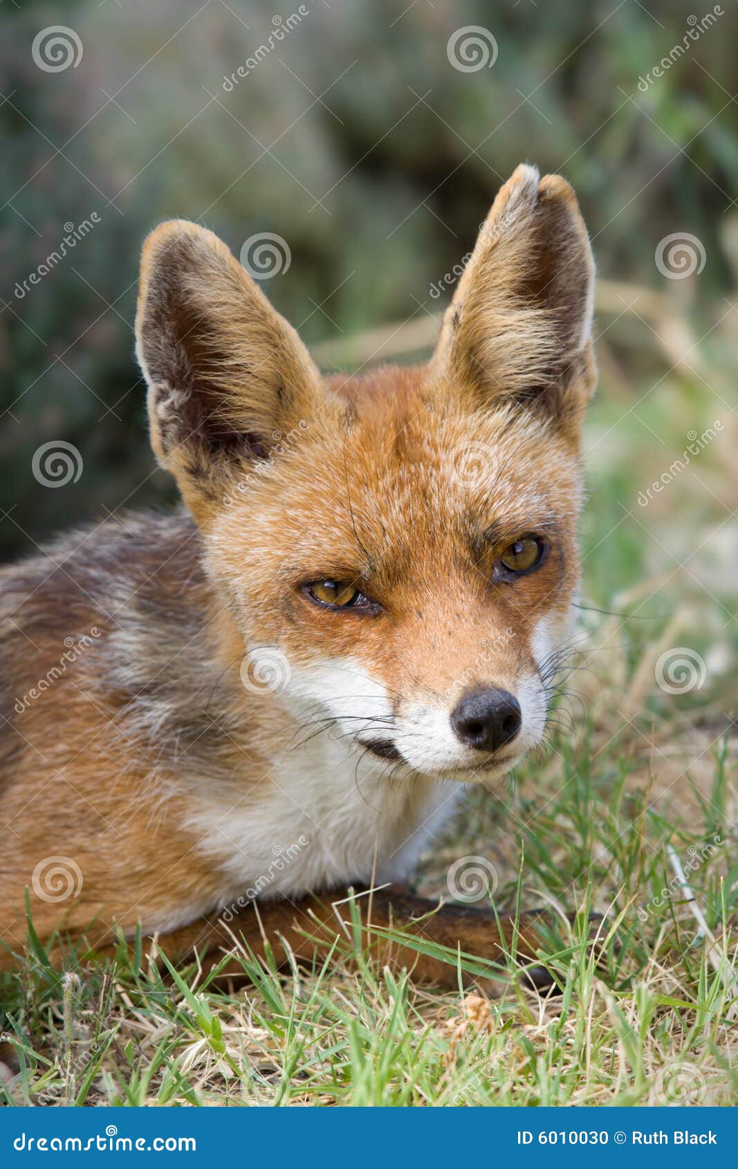 Rode vos stock foto. Image of leefgebied, nave, sluit - 6010030