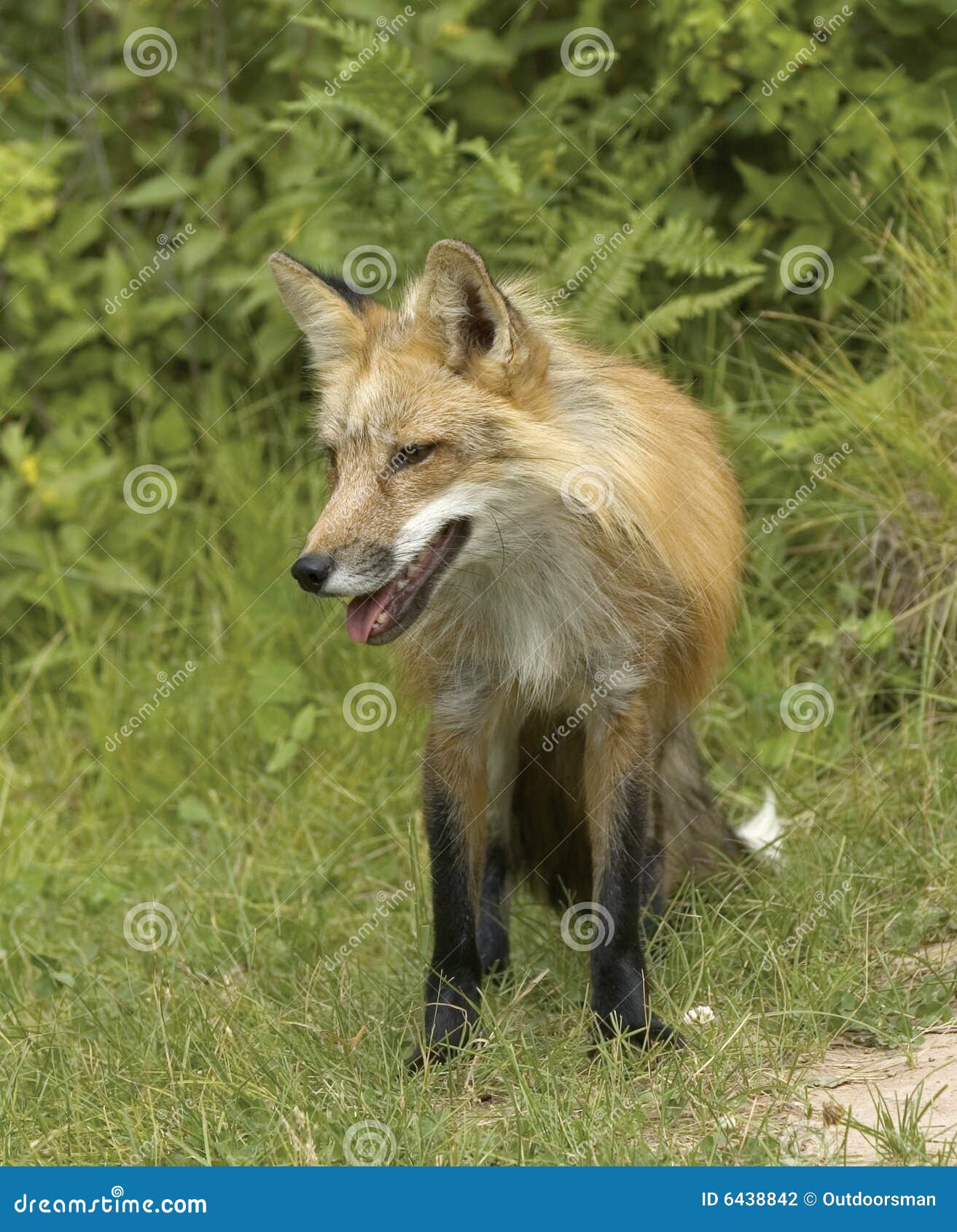 Rode vos stock foto. Image of wild, roofdier, feeks, carnivoor - 6438842