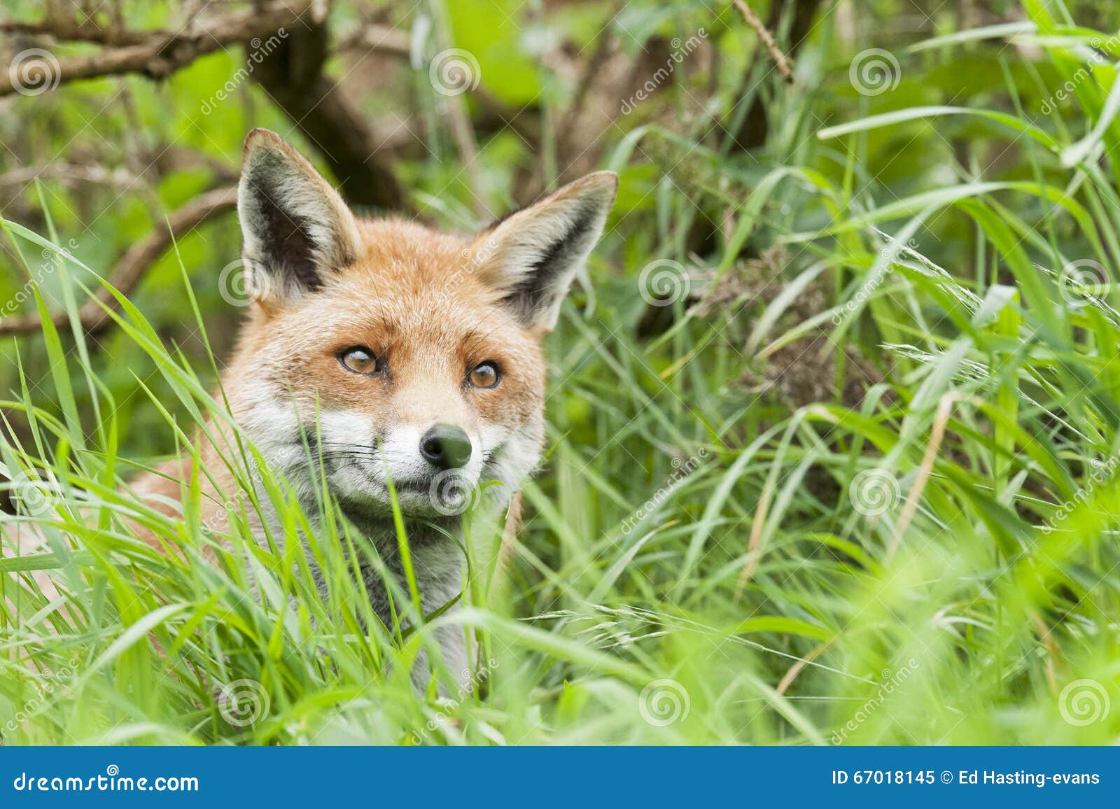 Rode Vos stock afbeelding. Image of hond, jacht, dier - 67018145