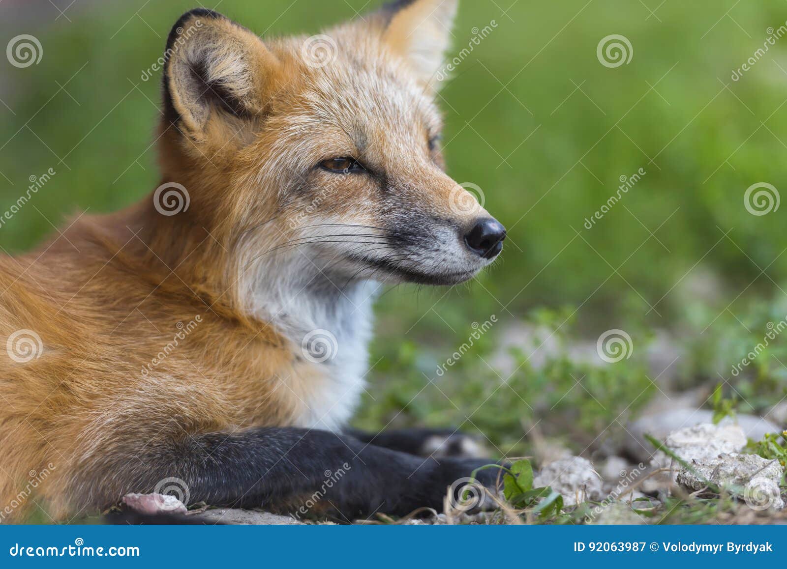 Rode Vos in Aard Vulpes Vulpes Stock Afbeelding - Image of honds, jacht ...