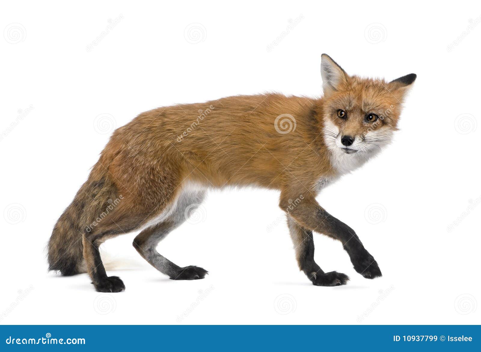 Vos Witte Achtergrond Vos,vector Afbeelding, Zijaanzicht Foto