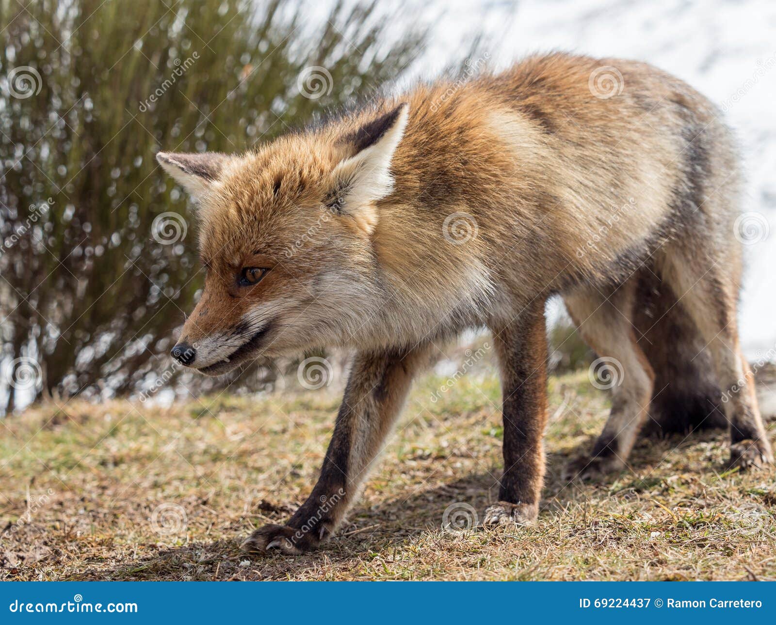 Rode Vos Die (Vulpes Vulpes) Lopen Stock Afbeelding - Image of ...