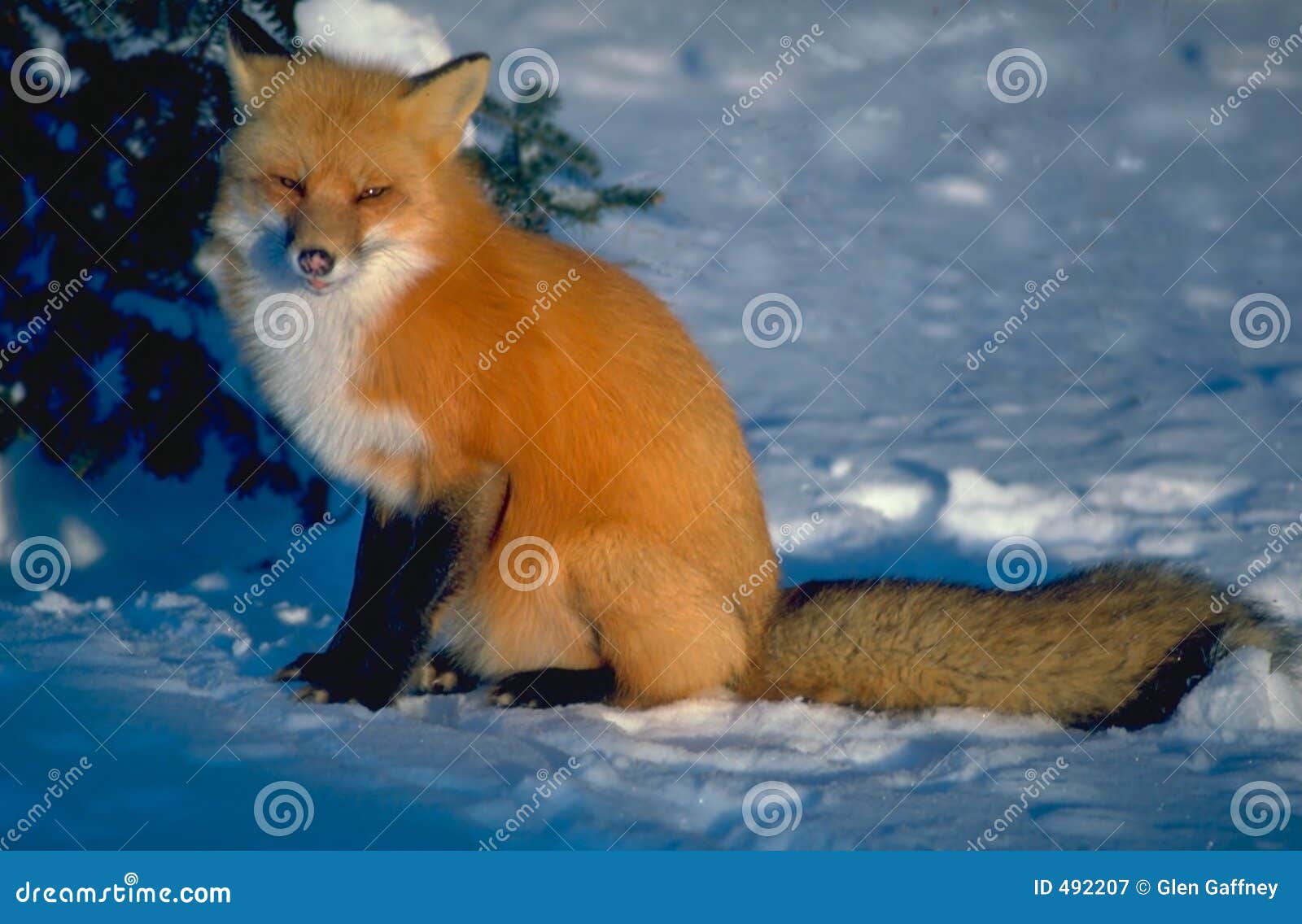 Rode Vos Die Zon Onder Ogen Ziet Stock Afbeelding - Image of nave ...