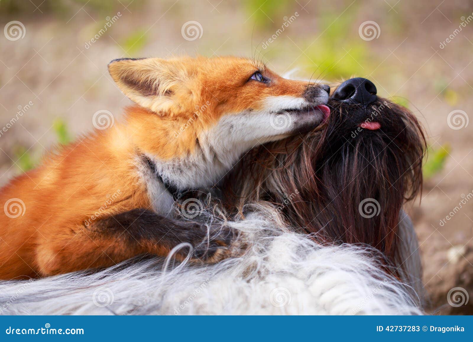 Rode vos en hond stock afbeelding. Image of dier, jong - 42737283