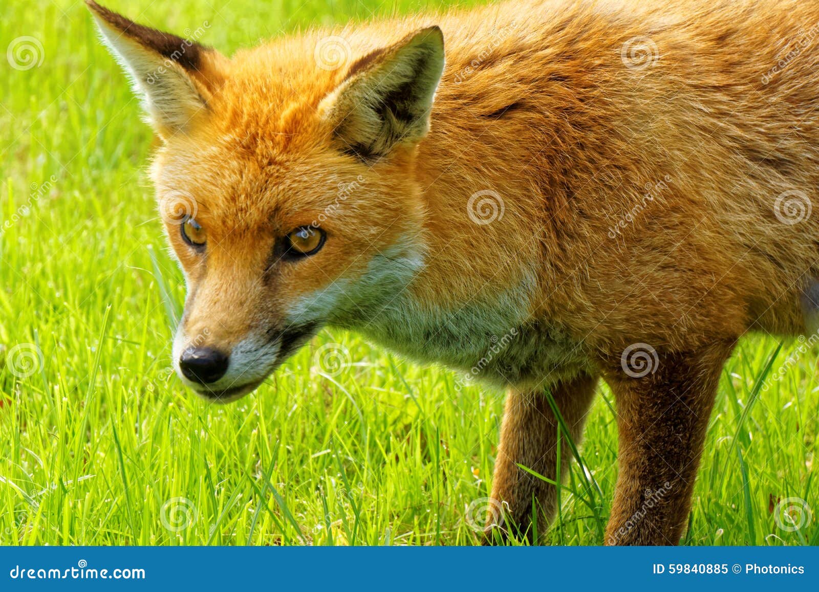 Rode Vos met Gele Ogen stock afbeelding. Image of carnivoor - 59840885