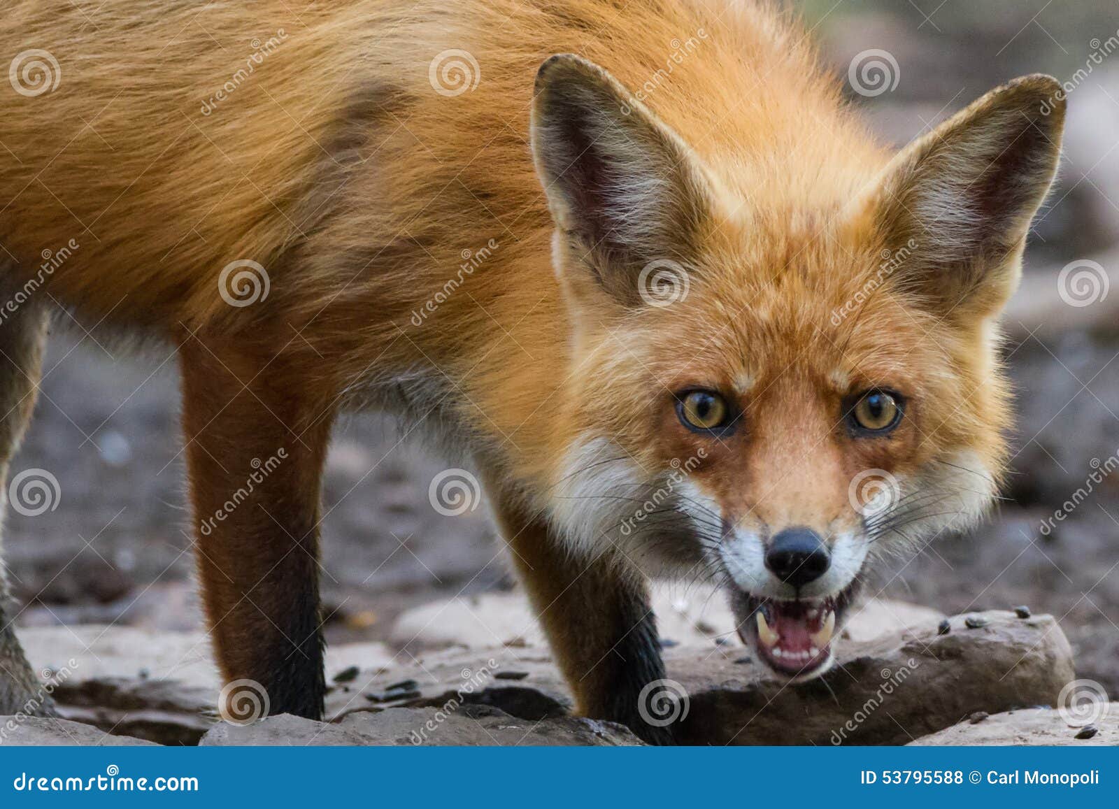 Rode Vos Met Het Bleke Ogen Staren Stock Foto - Image of grijs, ogen ...