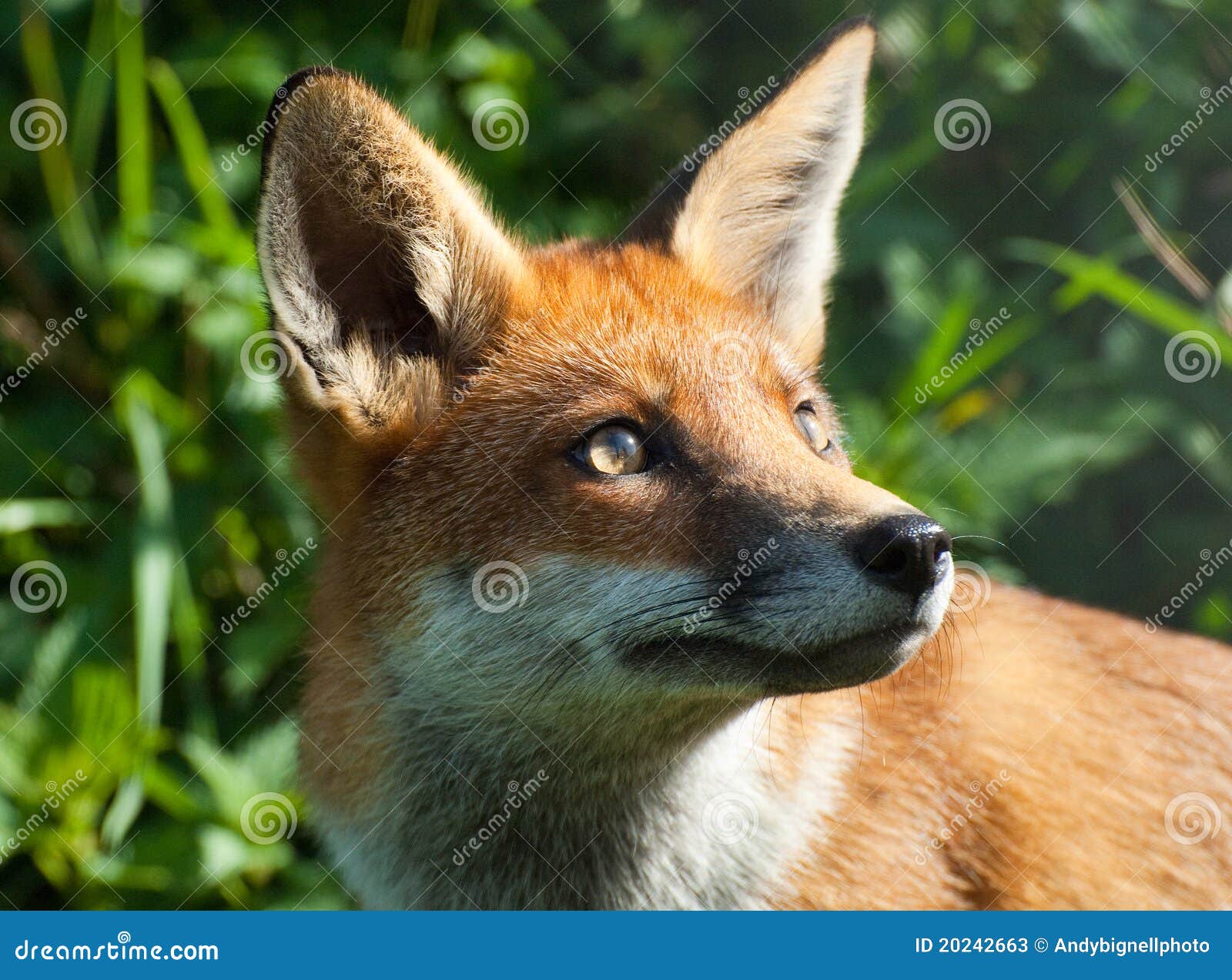 Rode vos (vulpes vulpes) stock afbeelding. Image of rood - 20242663