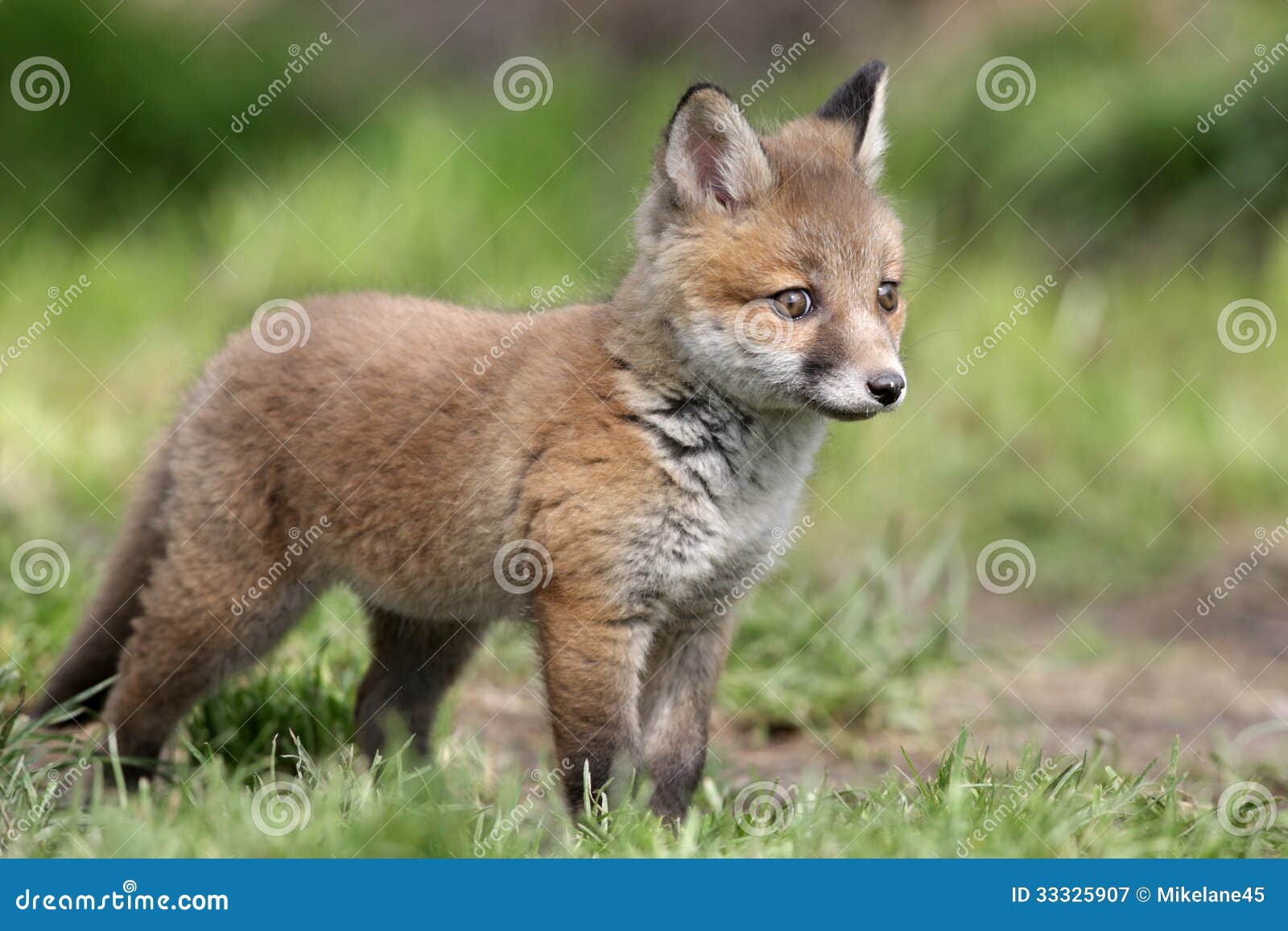 Rode vos, Vulpes vulpes stock afbeelding. Image of zoogdier - 33325907
