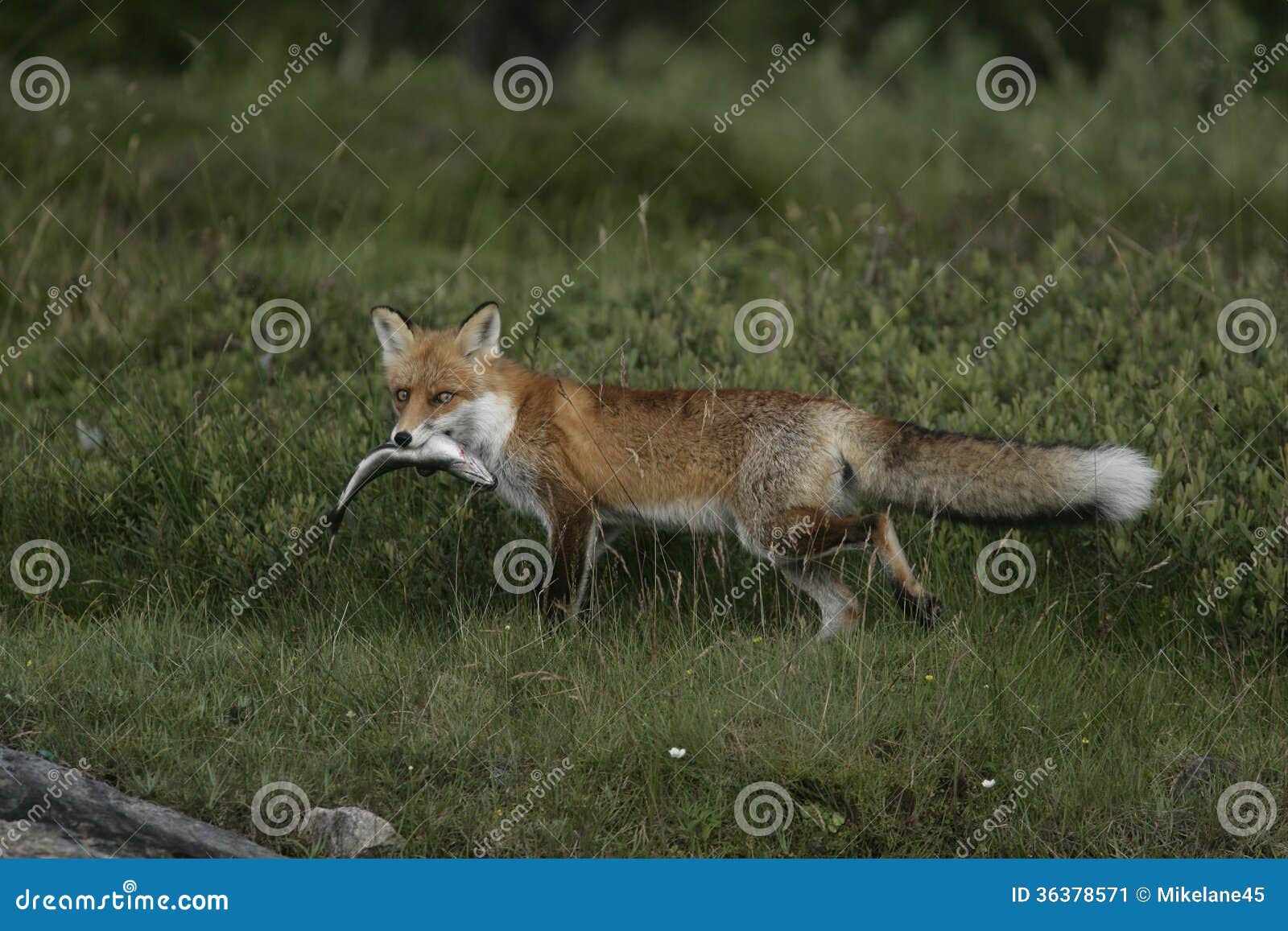 Rode vos, Vulpes vulpes stock afbeelding. Image of wild - 36378571
