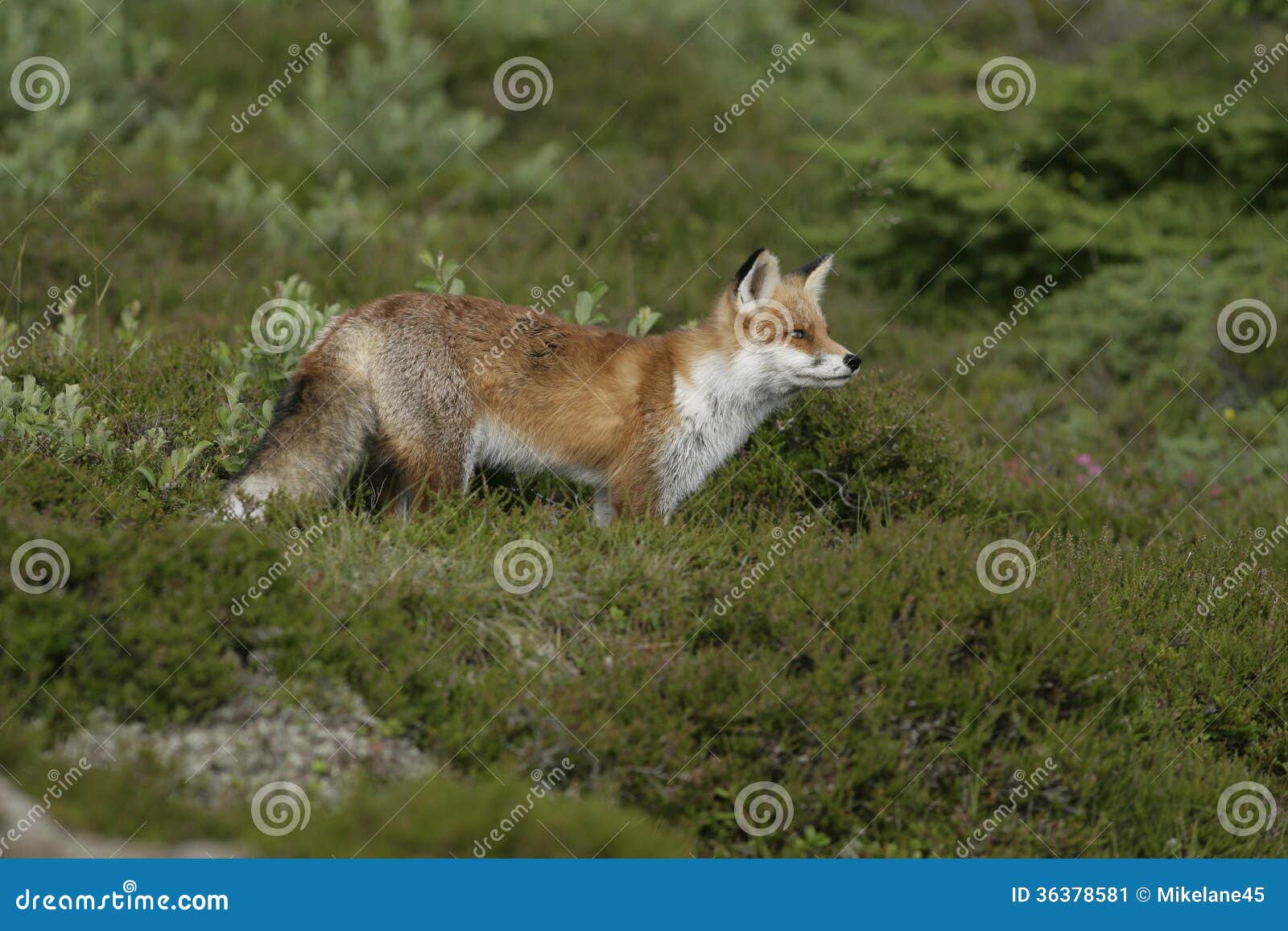 Rode vos, Vulpes vulpes stock afbeelding. Image of nave - 36378581
