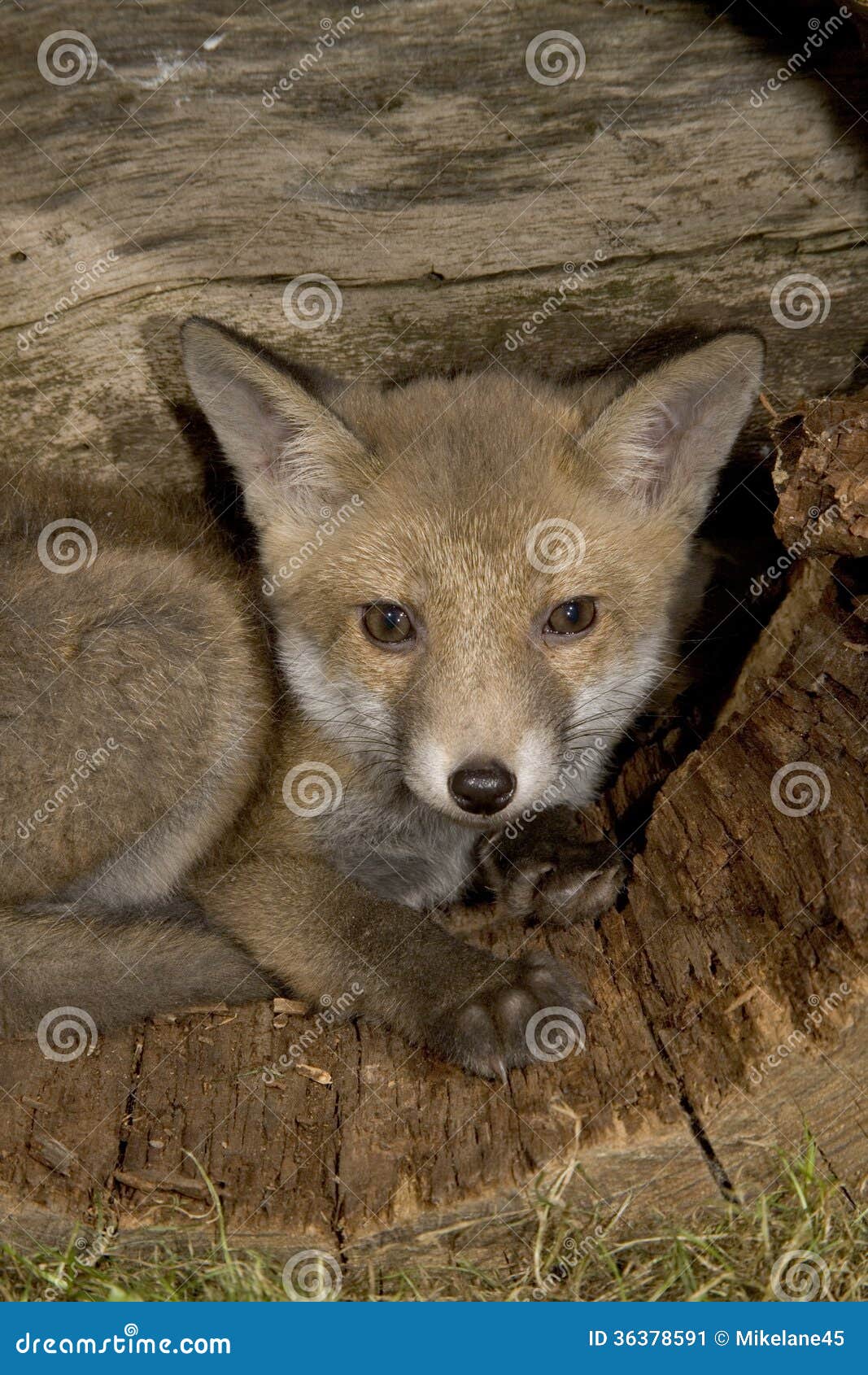 Rode vos, Vulpes vulpes stock afbeelding. Image of vogel - 36378591