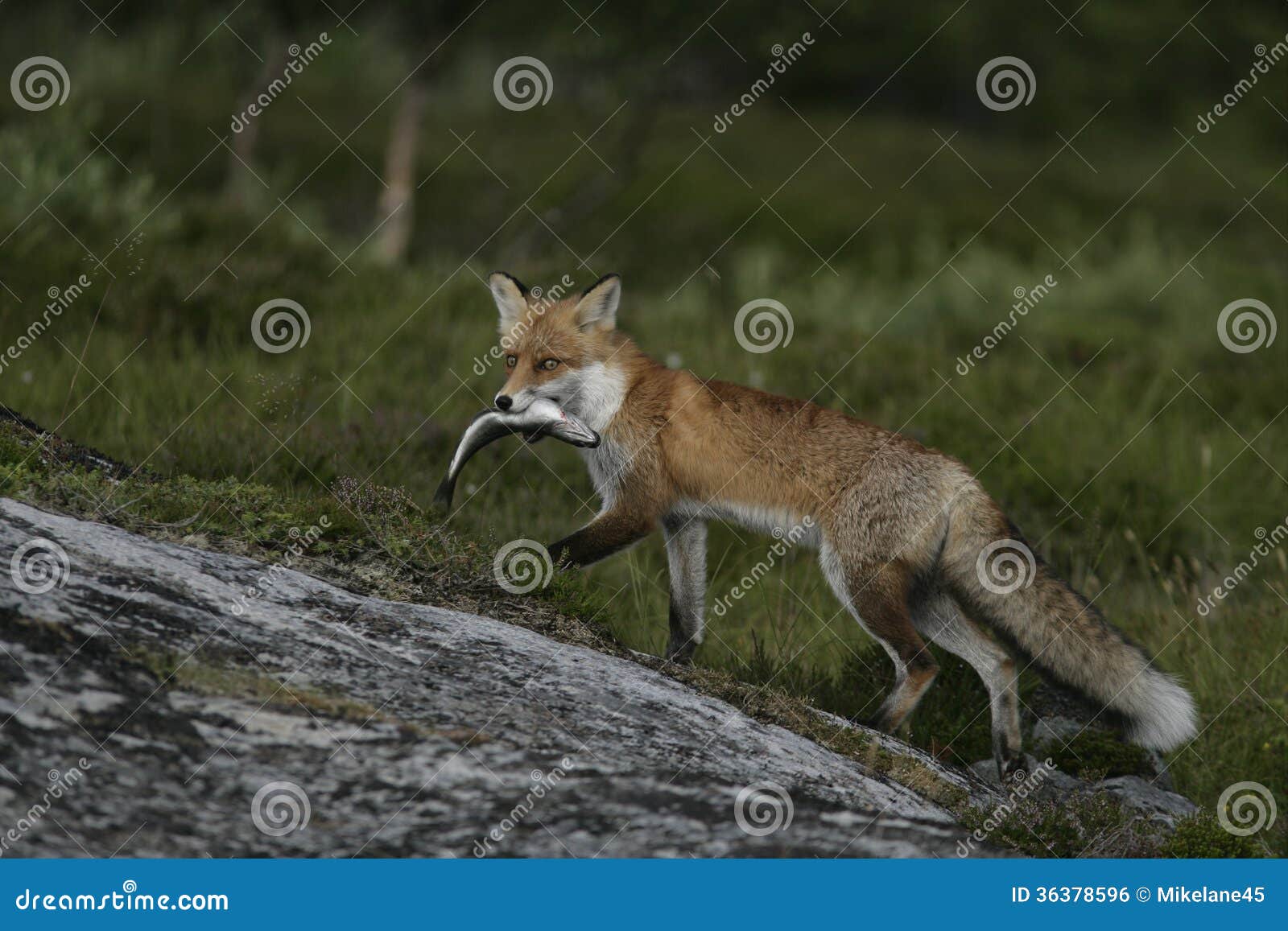Rode vos, Vulpes vulpes stock foto. Image of zoogdier - 36378596