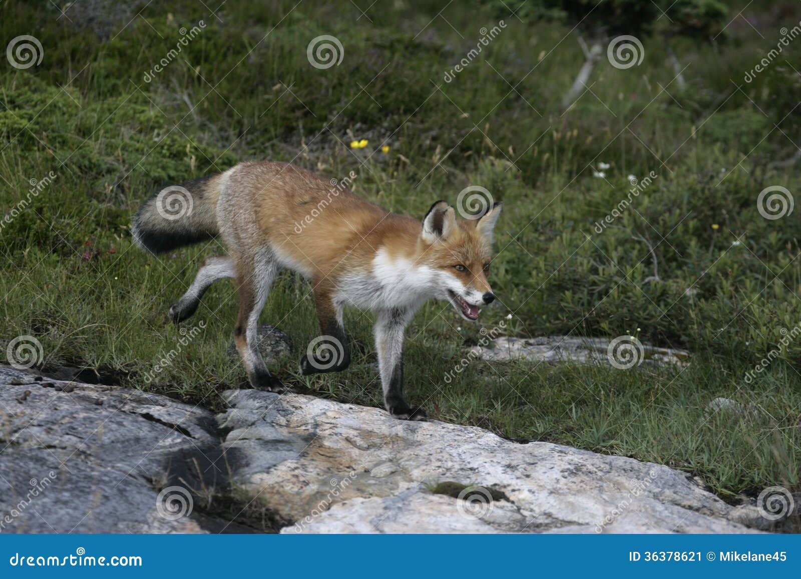 Rode vos, Vulpes vulpes stock afbeelding. Image of moeras - 36378621