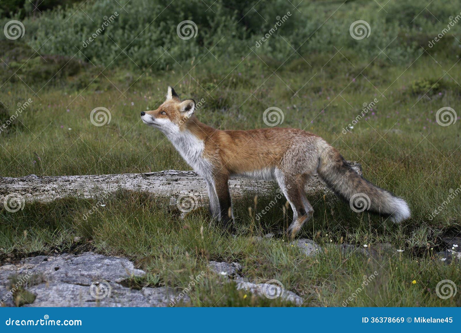 Rode vos, Vulpes vulpes stock afbeelding. Image of zoogdier - 36378669