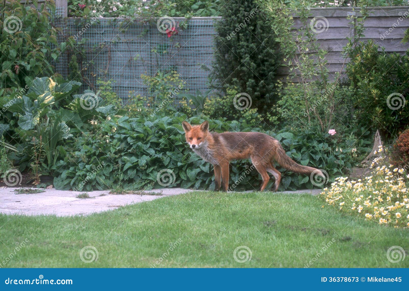 Rode vos, Vulpes vulpes stock afbeelding. Image of wild - 36378673
