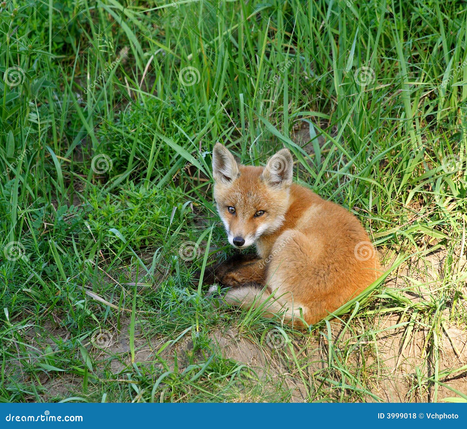 Rode Vos (Vulpes vulpes) stock foto. Image of rusland - 3999018