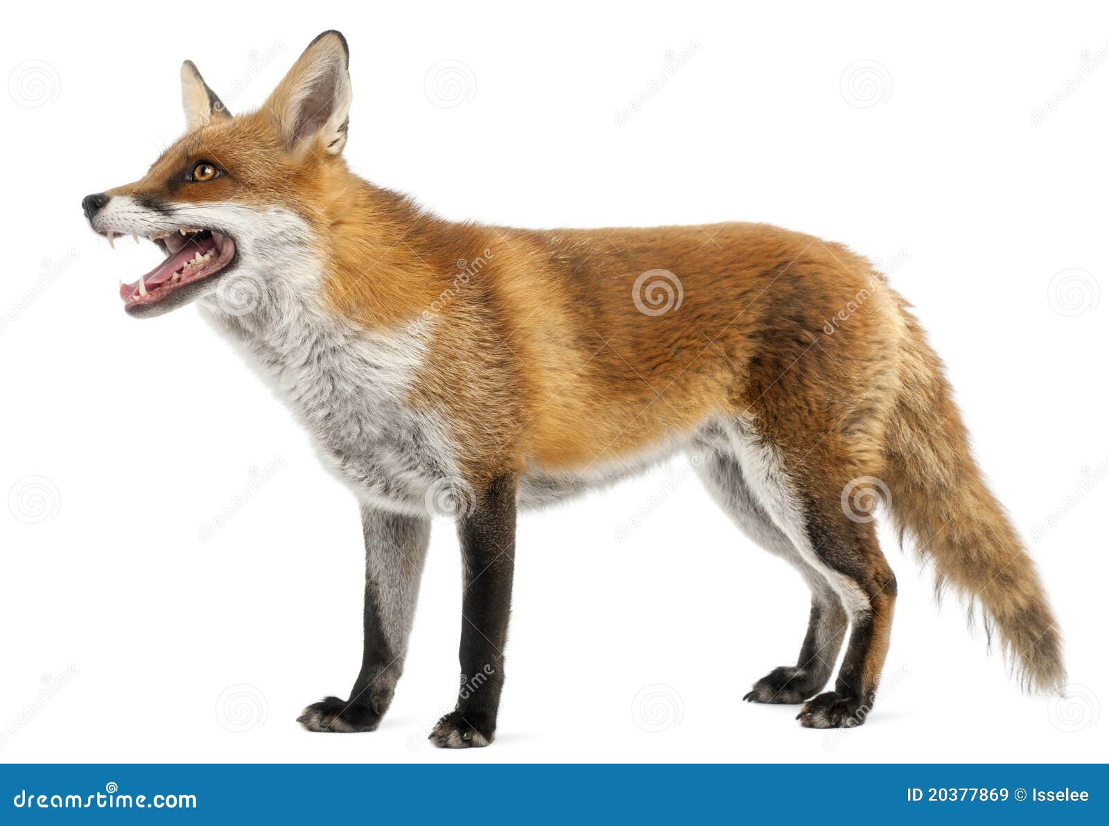 Rode Vos, Vulpes Vulpes, 4 Jaar Oud Stock Afbeelding - Image of binnen ...