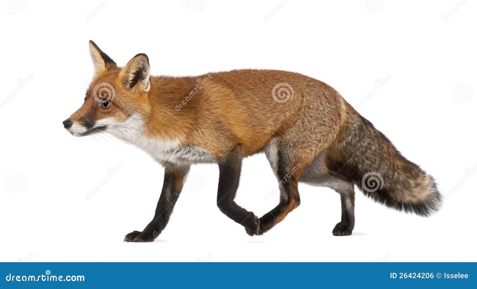 Rode Vos, Vulpes Vulpes, 4 Jaar Oud, Het Lopen Stock Foto - Image of ...