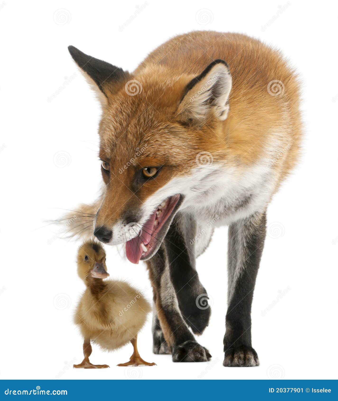 Rode Vos, Vulpes Vulpes, 4 Jaar Oud, Het Spelen Stock Afbeelding ...