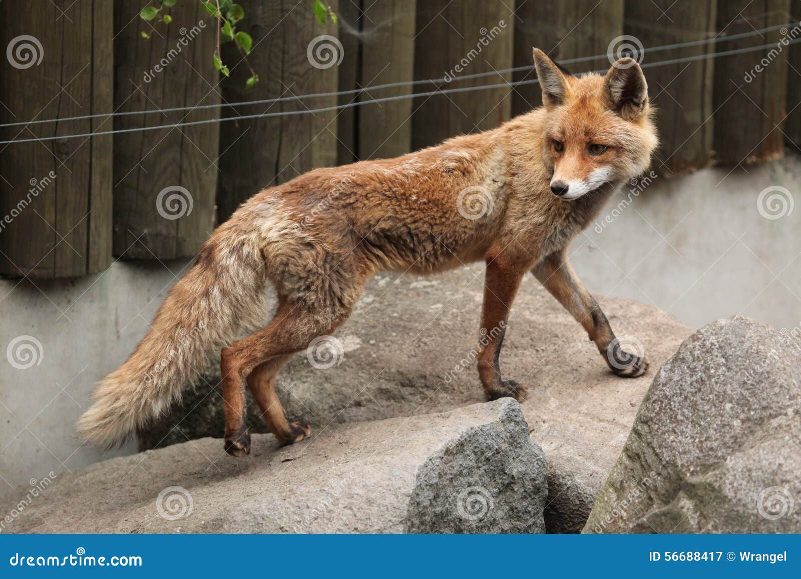 Rode vos (Vulpes vulpes) stock afbeelding. Image of noord - 56688417