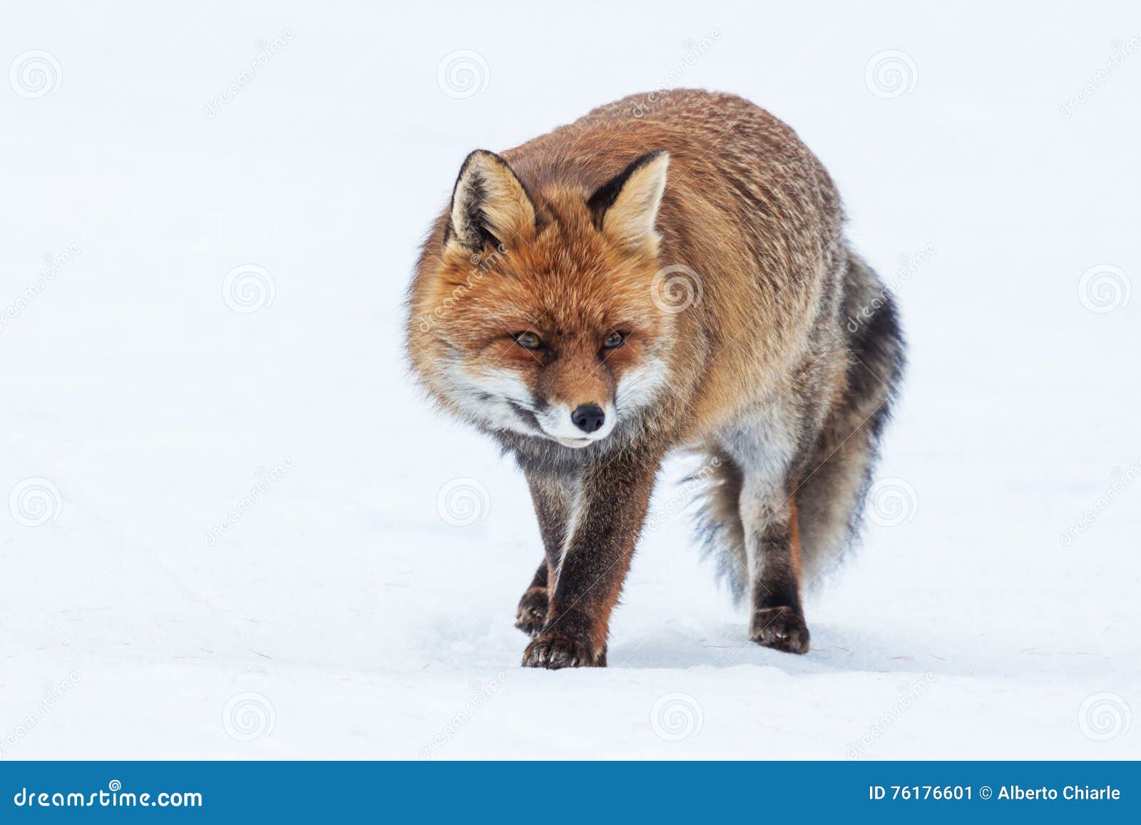 Rode vos (Vulpes vulpes) stock afbeelding. Image of winter - 76176601
