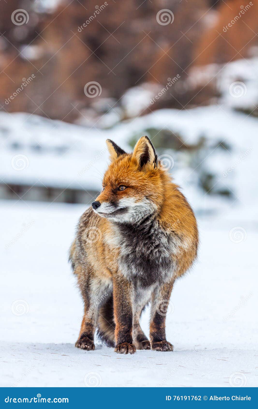 Rode Vos & X28; Vulpes Vulpes& X29; in De Sneeuw Stock Foto - Image of ...