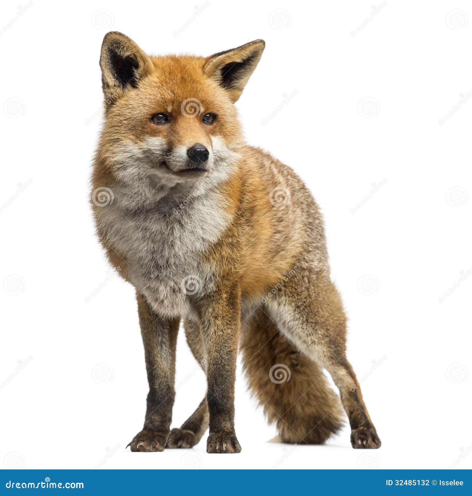 Rode Vos, Vulpes Vulpes, Geïsoleerde Status, Stock Foto - Image of ...