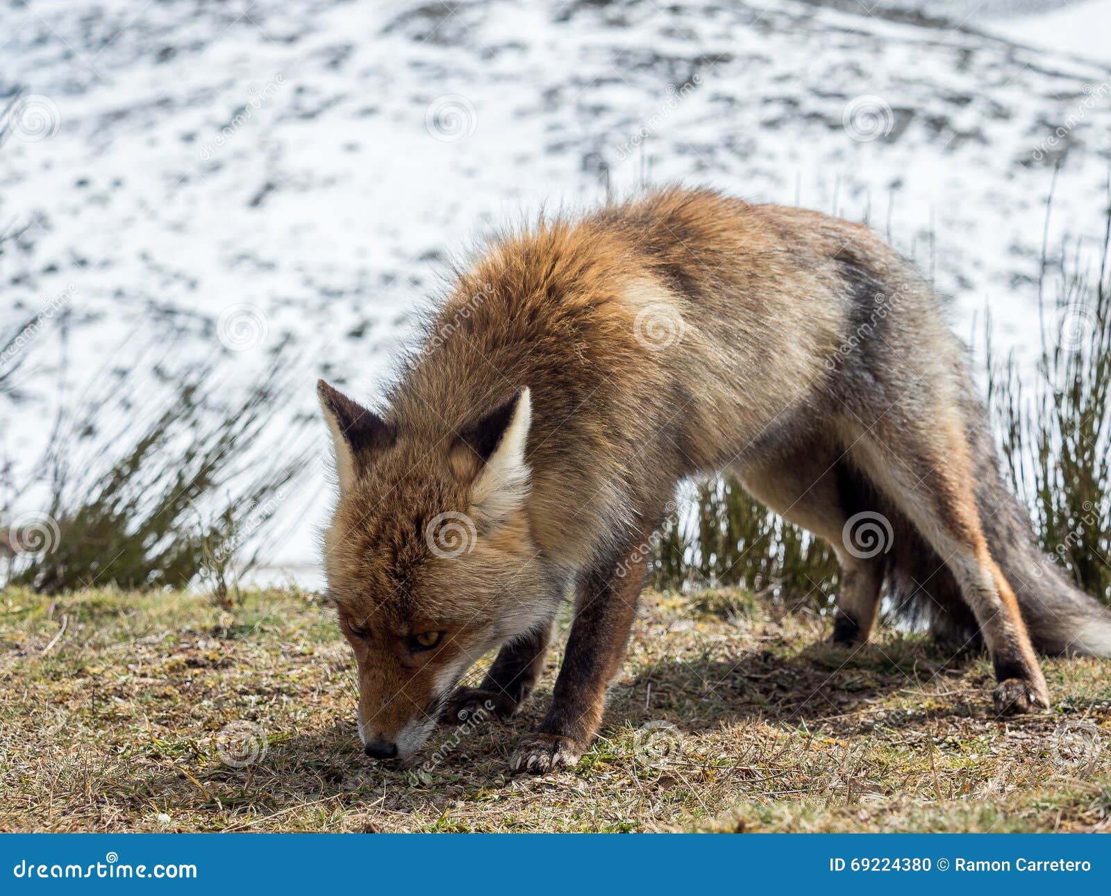 Rode Vos (Vulpes Vulpes) Klaar Te Jagen Stock Foto - Image of knap ...