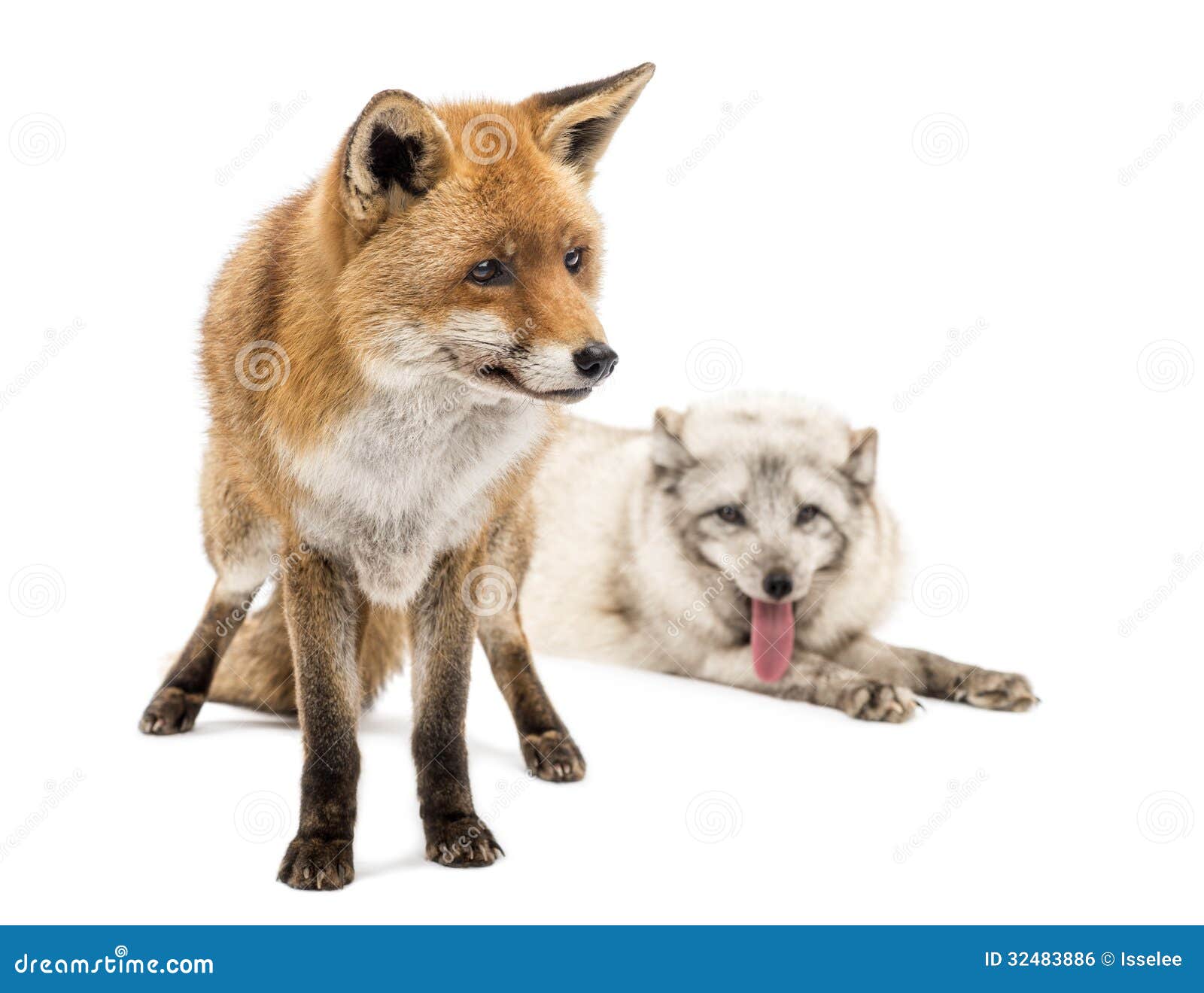 Rode Vos, Vulpes Vulpes, Status En Poolvos, Geïsoleerd Op Wit Stock ...