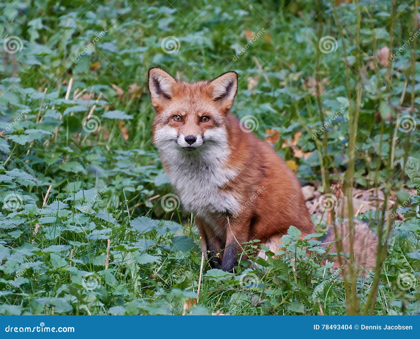 Rode Vos & X28; Vulpes Vulpes& X29; Stock Foto - Image of zoogdier ...